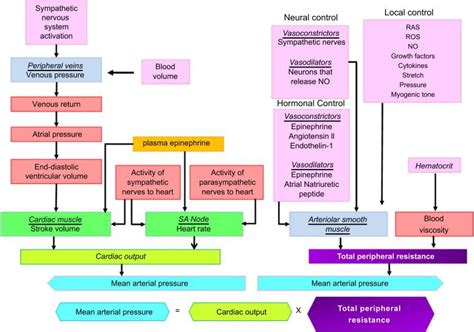 Blood Pressure Regulation And Pathology Clinical Tree
