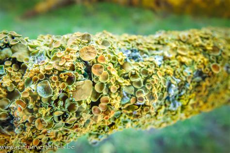 Moet Er Nog Stikstof Zijn Natuurvertelsels