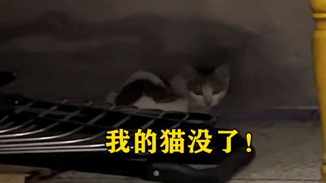 我的猫失踪了！找了一早上都没找到，最后居然藏在这儿！【边牧追风】 Youtube