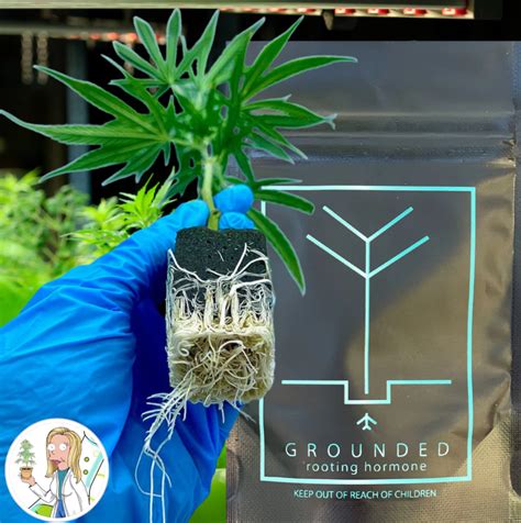 Grounded Rooting Hormone Mr Grow It