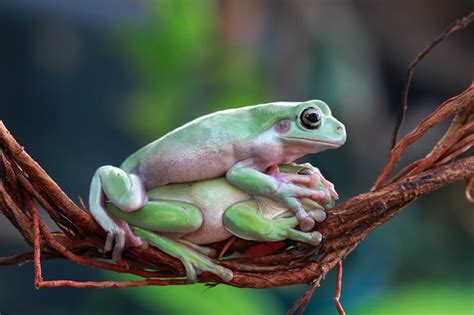 Free Photo Australian White Tree Frog On Branch