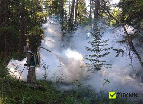 Чингэлтэй Сүхбаатар дүүргийн ойн санд хортон шавж устгалын бодис цацна