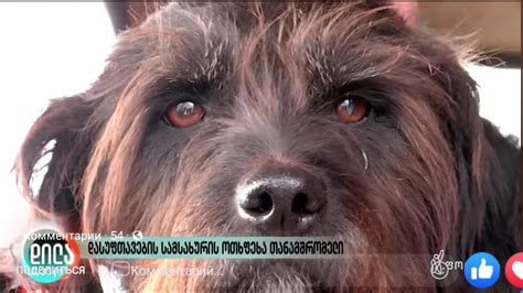 დიდი დიღმის ცხოველთ მოყვარულები მიუსაფარი ცხოველების უფლებების