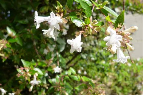 ハナツクバネウツギ花衝羽根空木 別名アベリアハナゾノツクバネウツギ スイカズラ科ツクバネウツギ属 なんでもあり工房のブログ