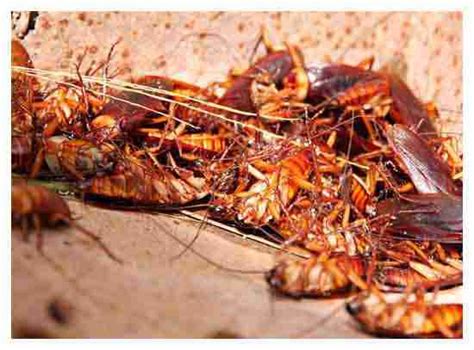 Pest Control Park Ridge 0482074889 Marks Pest Control