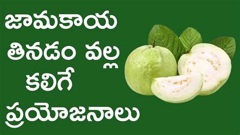 Guava Benefits జామపండు తింటే జలుబు చేస్తుందా Ntv Telugu