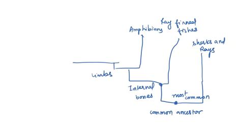 Solved Shown Are Phylogenetic Trees Of Vertebrates A And Reptiles B Using The Data In