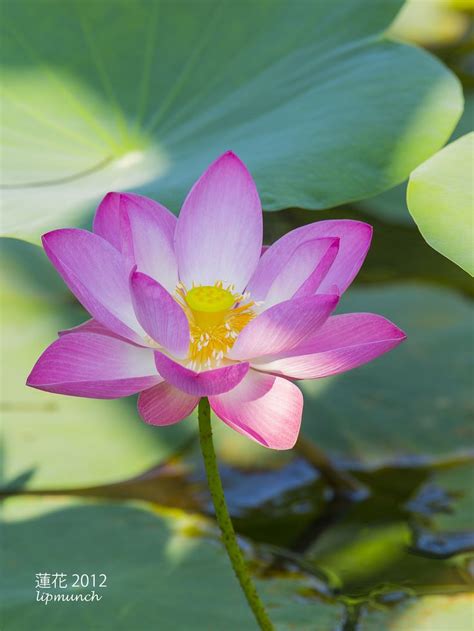 lotus 004 23062012 different types of flowers beautiful flowers lotus