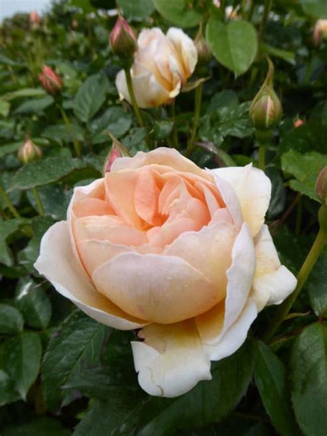 David Austin Roses Visit The Shropshire Growing Fields
