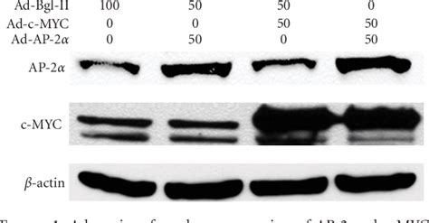 Figure 1 From Ap 2α Inhibits C Myc Induced Oxidative Stress And