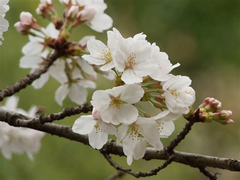 価格 Com オリンパス Olympus Stylus Sh 50 [ホワイト] 横山マウンテンさんのレビュー・評価投稿画像・写真「綺麗すぎて感動しました。」[114402]