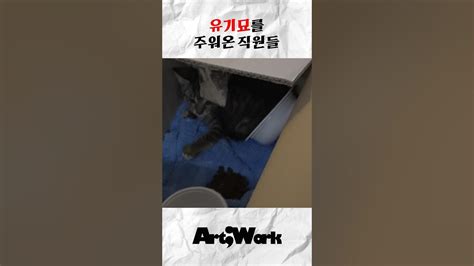 깜놀 이벤트 치곤 너무 귀여운 유기묘 고양이 웃긴영상 Youtube