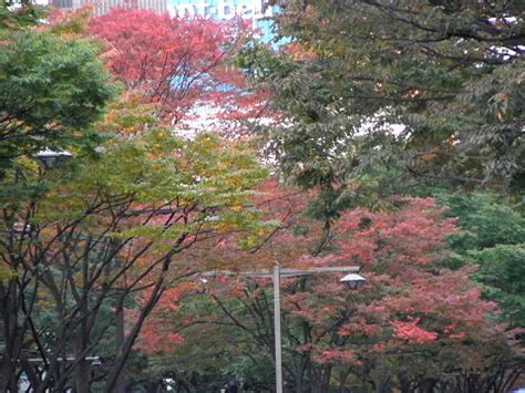 ほぼ仙台の四季 11月1日 通勤途上にて