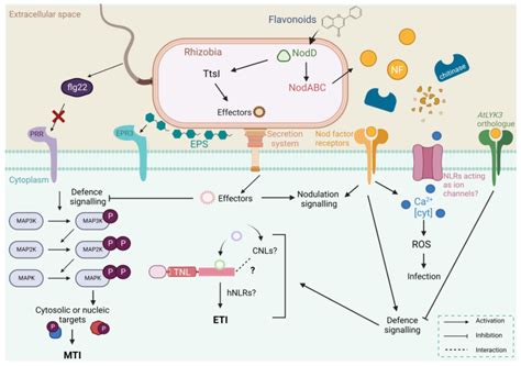 Rhizobium Bacteria Structure