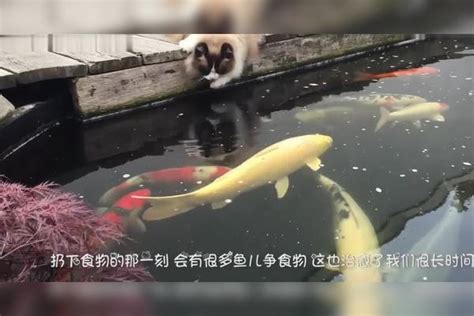 人家养鱼鱼食都是一勺一勺的喂旁边的鱼儿都眼红了 鱼儿 人家