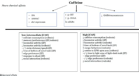Summary Of Caffeine Induced Effects Caffeine Exposure Does Not Alter