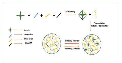 Molecularly Imprinted Hydrogel Sensor For Proteins Journal Of