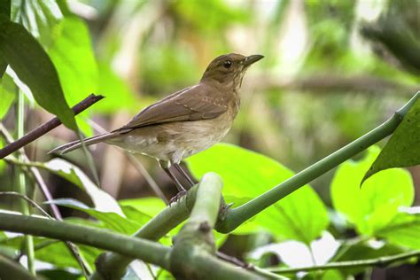 Black Billed Thrush La Huerta Hotel Lago Calima Valle Del Cauca Photograph By Adam Rainoff Pixels
