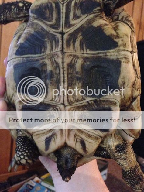 Sex Tortoise Forum