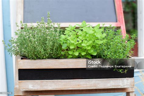 집에서 나무 상자에 부엌 허브 식물 냄비에 발코니 정원에 신선한 허브 혼합 녹색 신선한 향기로운 허브 멜리사 민트 백리향 바질 냄비에 파슬리 집에서 자라는 향기로운 향신료