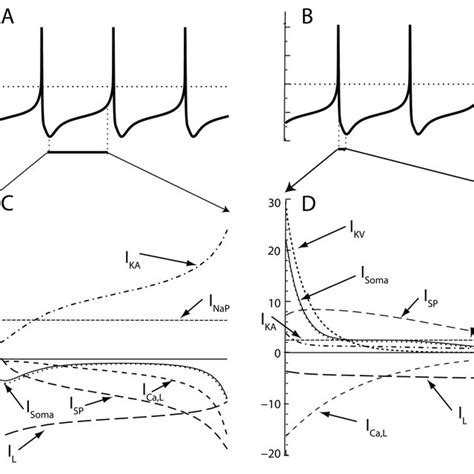 Depolarization Block As Applied Current Is Increased A Somatic Download Scientific Diagram