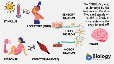 Response To Stimuli Examples In Nature And Humans