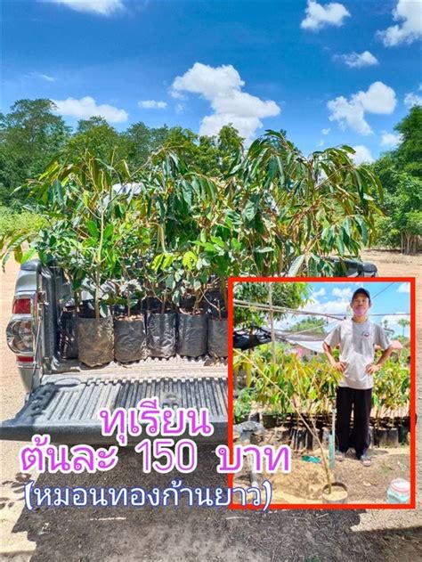 รายชื่อร้านขายทุเรียน ในอำเภอสันทราย จังหวัดเชียงใหม่