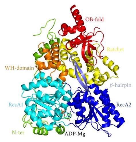 Structure Of Yeast Prp43 In Complex With Adp Pdb Code 2xau The
