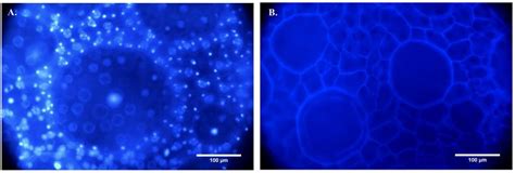 Figure Dapi Staining Decellularized And Non Decellularized Nz Download Scientific Diagram