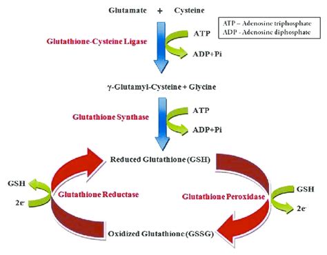 The Glutathione Redox Cycle Demonstrating The Inter Conversion Of Download Scientific Diagram