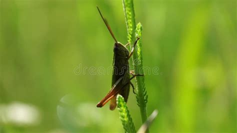 Green Grasshopper Sits On The Grass And Chirps Stock Video Video Of
