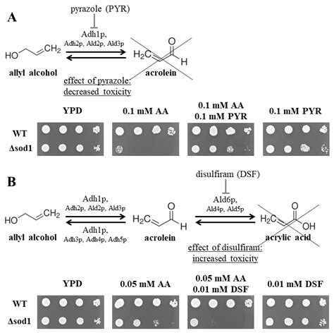 Ijms Free Full Text Unbalance Between Pyridine Nucleotide Cofactors
