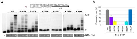 His 169 Is Indispensable For Primpol Polymerase Activity Whereas Other