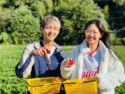 大湖草莓季 採草莓即時情報 元旦三天連假採草莓 巧合草莓園🍓 20231229～202411