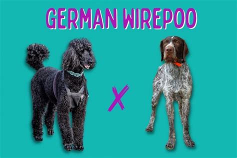 German Wirehaired Pointer Mix Puppy