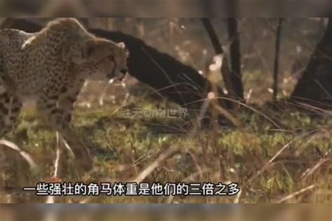花豹妈妈带着三个孩子寻找食物，教他们技巧，带你了解食物寻找技巧