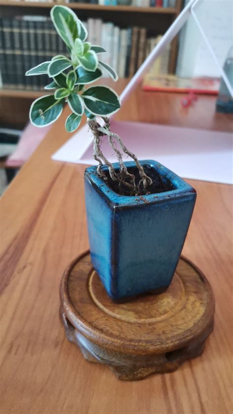 如何夸人漂亮的句子 百度知道