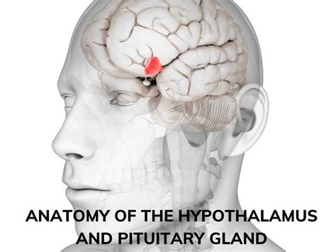 Hypothalamus