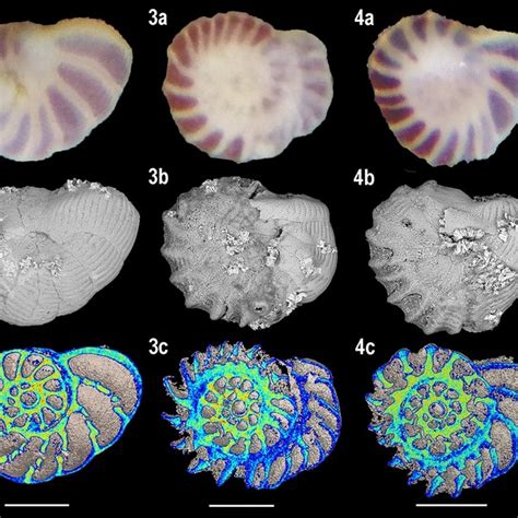 Light Micrographs Above Sem Micrographs Middle And Cross Sections