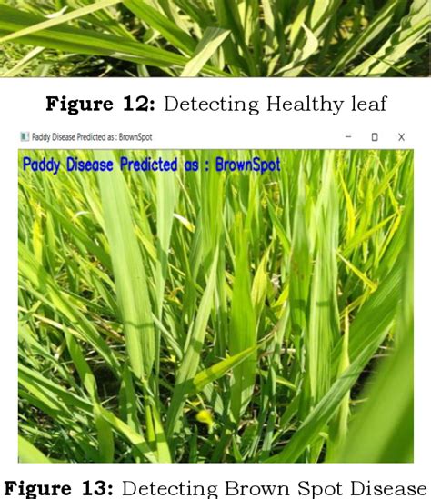 Figure 1 From Paddy Crop Disease Detection Using Deep Learning Semantic Scholar