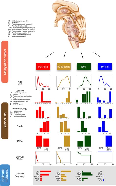 Overview Of Subtypes Of Brainstem Glioma Integrative Analysis Of Download Scientific Diagram