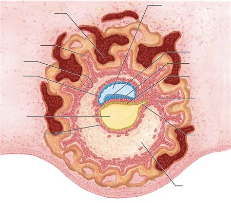 16 day embryo diagram quizlet