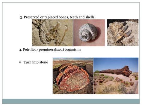 Fossils Formation And Classification Pptx