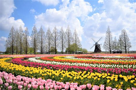 Tulips At Akebonoyama Agricultural Park Attractions In Tokyo