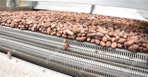 How To Process Cocoa Beans Into Chocolate Step By Step
