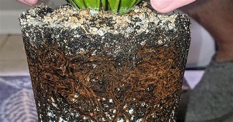 Fern Roots Album On Imgur