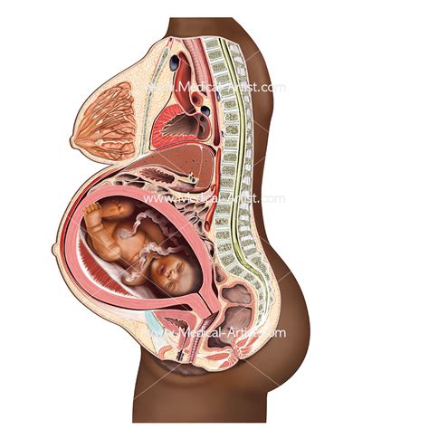 Female Anatomy Pregnancy