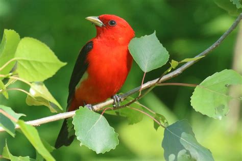 Scarlet Tanager Great Bird Pics