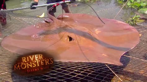 Giant Freshwater Stingray Barb