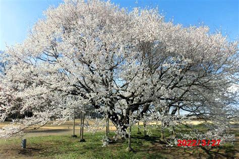 下野国分寺跡薄墨桜天平の丘 国分寺尼寺